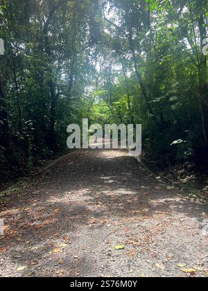 Panama City Panama 11-17-2024 Views of the tropical rain forest hiking ...