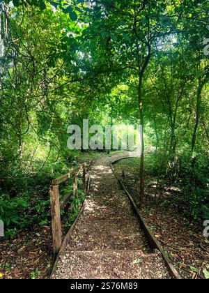 Panama City Panama 11-17-2024 Views of the tropical rain forest hiking ...