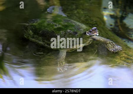 Tabasco tortoise (Dermatemys mawii), adult, in water, swimming, Central ...