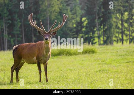 One male Altai maral, Altai wapiti or Altai elk (Cervus canadensis ...