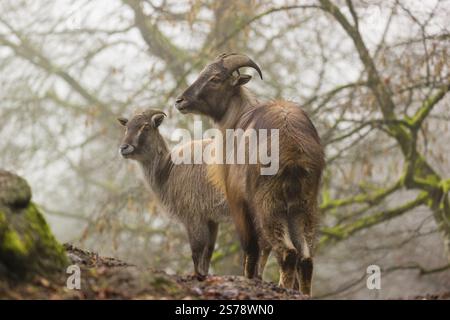 A male and a female Himalayan Tahr (Hemitragus jemlahicus) stand in the ...
