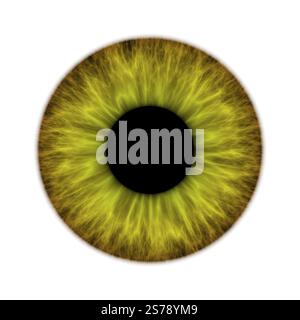 Illustration of a green iris. The iris is the coloured part of the eye ...
