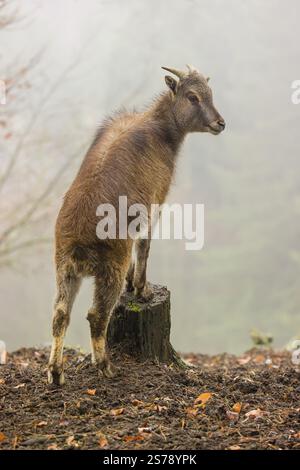 Himalayan Tahr (Hemitragus jemlahicus), female with young Stock Photo ...
