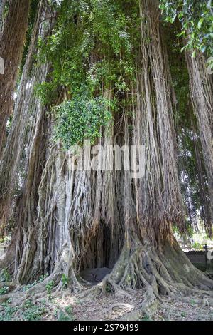 Low angle shot of a tall green tree in the woods with a blue sky in the ...