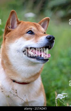 Shiba Inu plays on the dog playground in the park. Cute dog of shiba ...