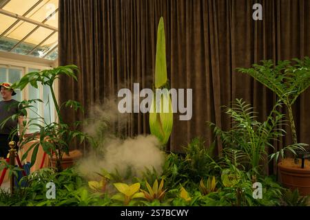 A Titan Arum also known as the Corpse Flower in a rare flowering in ...
