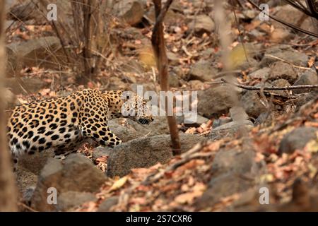 The elusive stunning Indian Leopard Stock Photo - Alamy