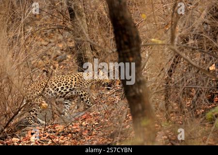 The elusive stunning Indian Leopard Stock Photo - Alamy