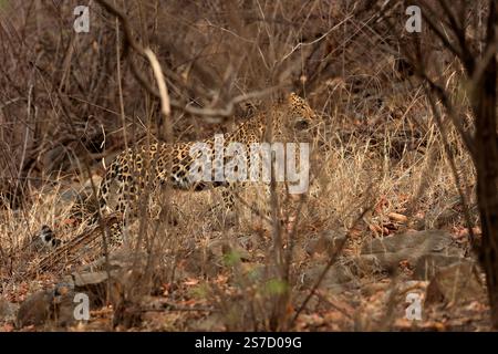 The elusive stunning Indian Leopard Stock Photo - Alamy