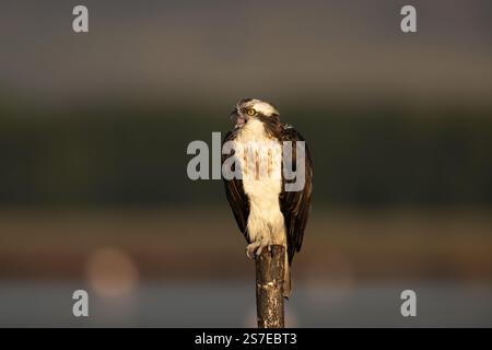 The predator's gaze: the osprey posing (Pandion haliaetus Stock Photo ...