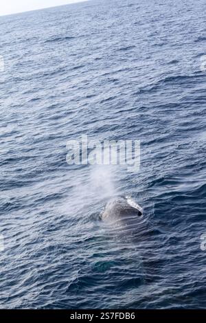 Blue whale blowing out water; whale spouting water from blow hole ...