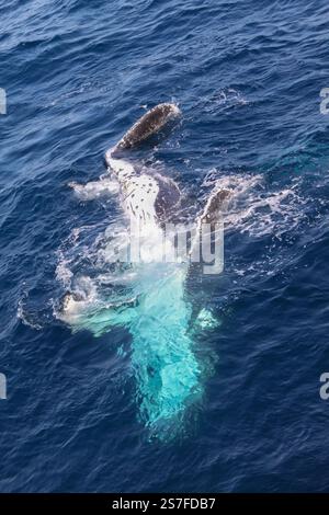 Humpback Whale Flapping Tail Stock Photo - Alamy