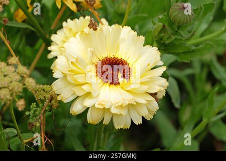 Pale yellow and cream Calendula marigold ‘Snow Princess’ in flower ...