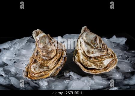 Raw two oysters closed in shells on ice on black background, close up ...