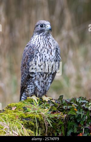 The Gyrfalcon is a carnivorous raptor preying on birds and mammals ...