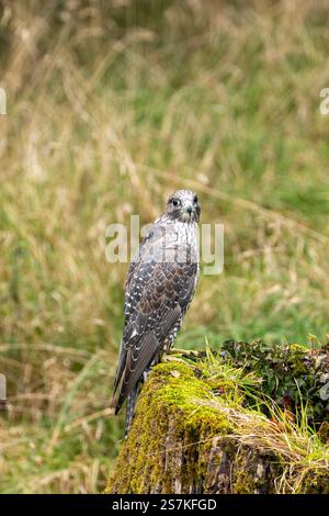 The Gyrfalcon is a carnivorous raptor preying on birds and mammals ...