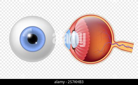Realistic human eyeball. eye object. Vector illustration Stock Vector ...