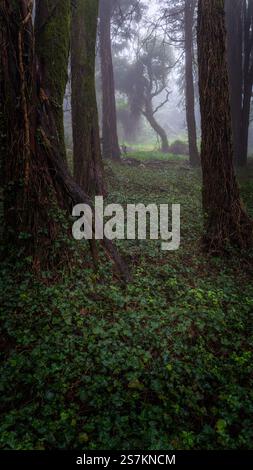 The mystical fog of the Sintra forest, Portugal Stock Photo - Alamy