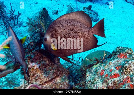 Gray Angelfish at Turks & Caicos Islands at the Caribbean Sea Stock ...