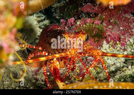 Red Banded Lobster at Turks & Caicos Islands at the Caribbean Sea Stock ...