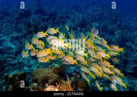 A Family of Snappers at Turks & Caicos Islands at the Caribbean Sea ...