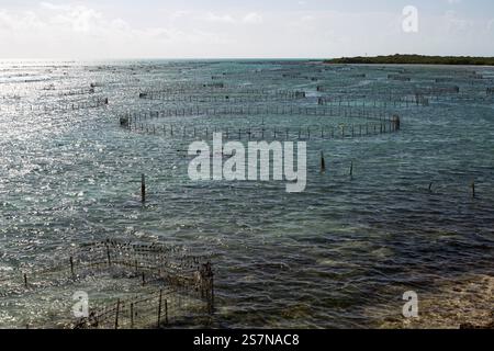 A visit to a Conch Farm at Turks & Caicos Islands at the Caribbean Sea ...