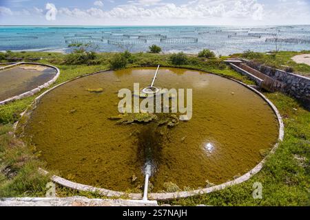 A visit to a Conch Farm at Turks & Caicos Islands at the Caribbean Sea ...