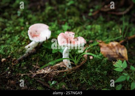 Wild russula mushrooms on white background with pine cones Stock Photo ...