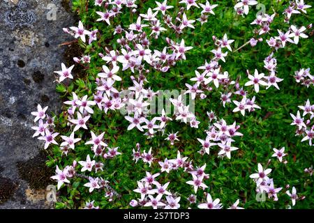 Pink sandwort (Arenaria purpurascens) is a subshrub native to Spain and ...