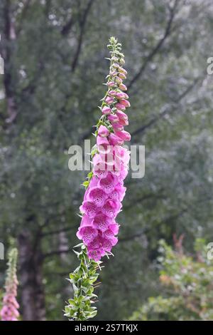 Digitalis purpurea, the foxglove, traditional source of heart medicine ...