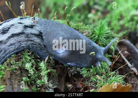 Limax cinereoniger, commonly known as ash-black slug, largest land slug ...