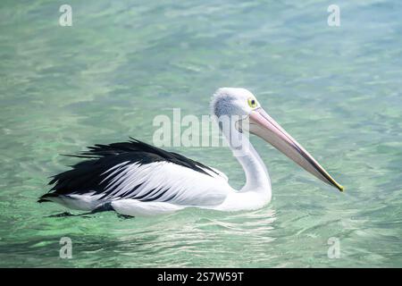 An image of a nice pelican in the australian sea Stock Photo - Alamy