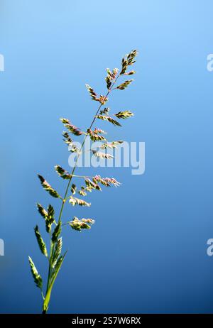 Rough Meadow Grass, Irish wild plant on the blue background, Ireland ...