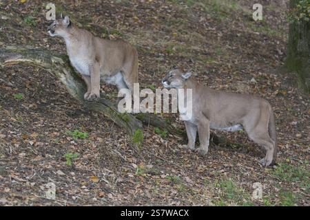 Adult cougar couple, Puma concolor, mating on a meadow in a forest ...