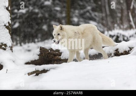 Melville Island wolf (Arctic wolf) running thru snow covered forest ...
