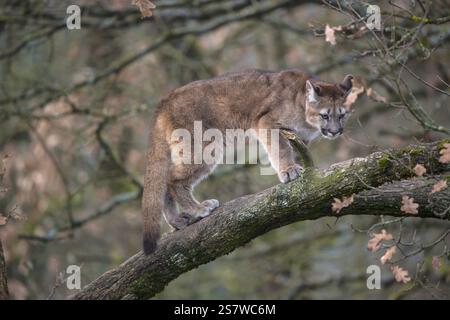 One young adult cougar, Puma concolor, resting on a big branch high up ...