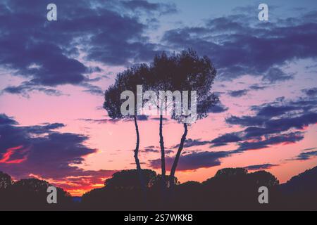Mediterranean pine trees against sunset sky Stock Photo - Alamy