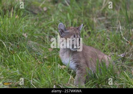 One cougar kitten, Puma concolor, sitting on green grass Stock Photo ...