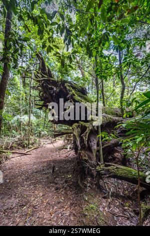 Root System of giant fallen Tree in Rainforest, Queensland, Australia ...