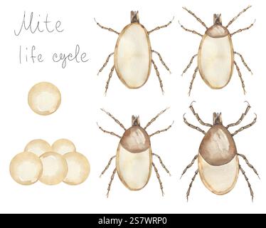 watercolor hand drawn mite life cycle illustration poster, children ...