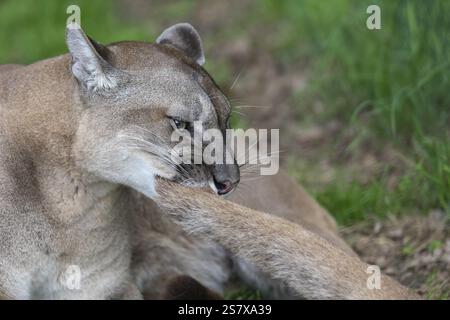 One male cougar, Puma concolor, sideview portrait with green vegetation ...