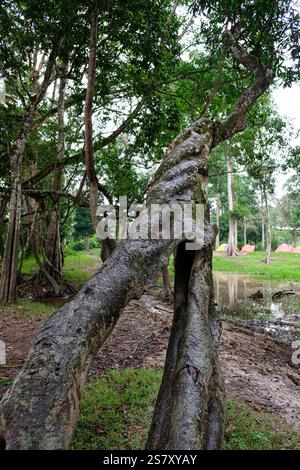 Beautiful tree at Buluh Cina Nature Tourism Park, Riau, Indonesia Stock ...