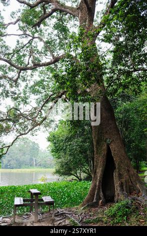 Beautiful tree at Buluh Cina Nature Tourism Park, Riau, Indonesia Stock ...