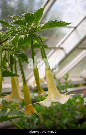 Angel's trumpet flowers (Brugmansia) growing deep in the jungle near ...