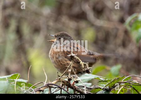 The dunnock, a small, cryptic bird feeding on insects and seeds, was ...