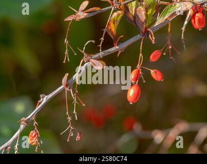 Ajax Ontario waterfront park pathway by Lake Ontario Stock Photo - Alamy