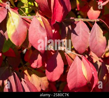 Ajax Ontario waterfront park pathway by Lake Ontario Stock Photo - Alamy