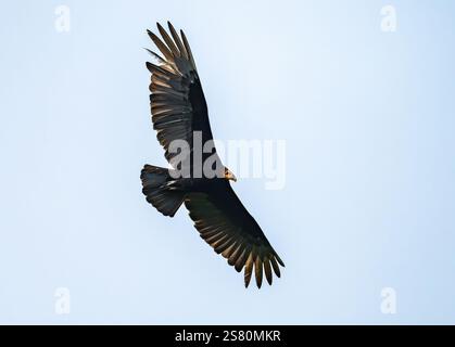 Lesser Yellow-headed vulture (Cathartes burrovianus) taking off from a ...