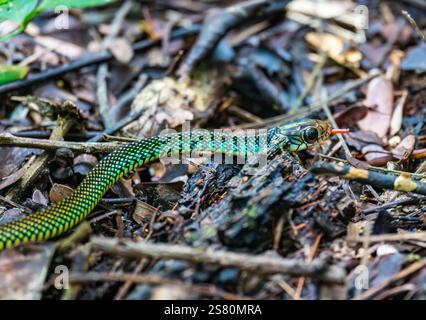 Speckled Racer (Drymobius margaritiferus Stock Photo - Alamy