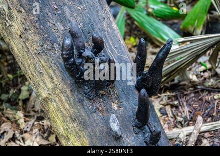 Dead Man's Fingers fungi (Xylaria polymorpha Stock Photo - Alamy